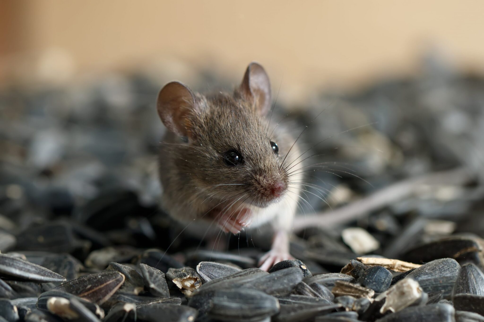 What Steps do Exterminators Take to Eradicate the Presence of Mice ...